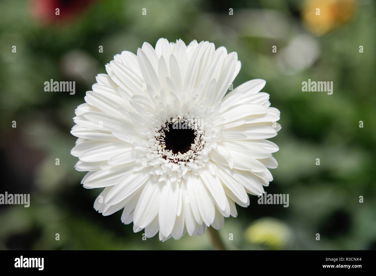 White Gerbera Daisy in the Wild Gardens Stock Photo - Alamy