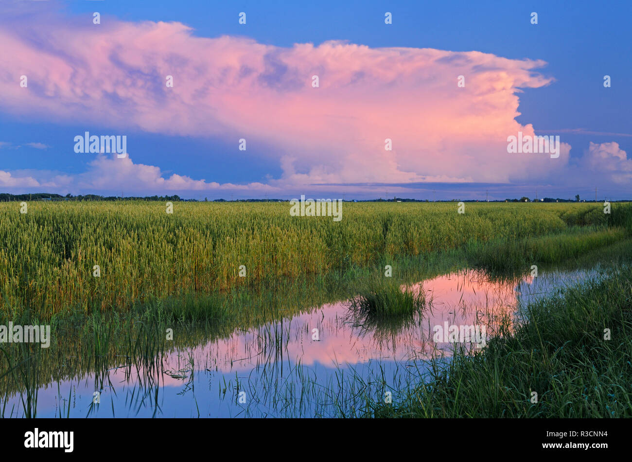Canada, Manitoba, Dugald. Thunderhead cloud reflected in water at ...