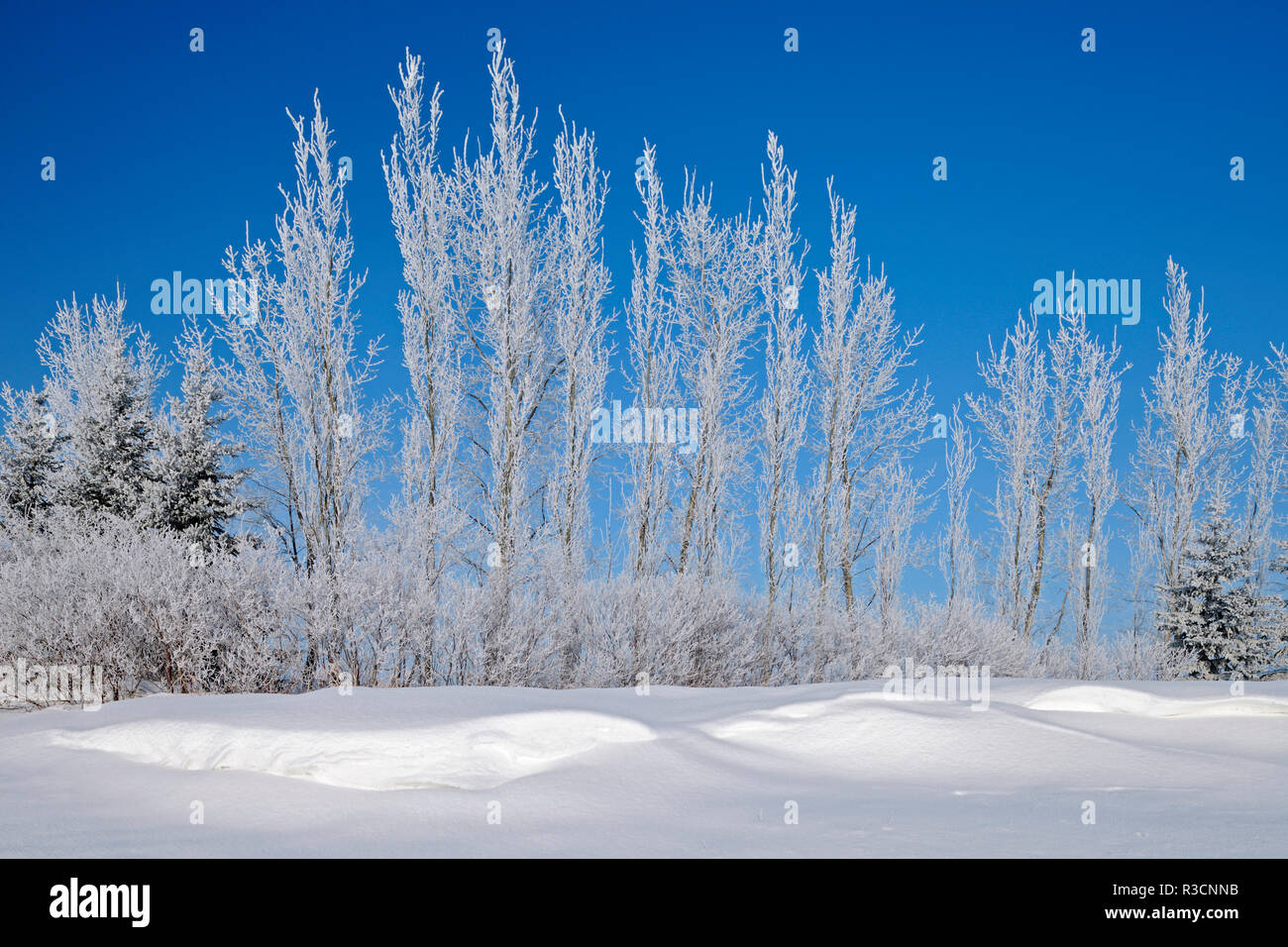 Canada, Manitoba, Birds Hill Provincial Park. Hoarfrost-covered trees ...