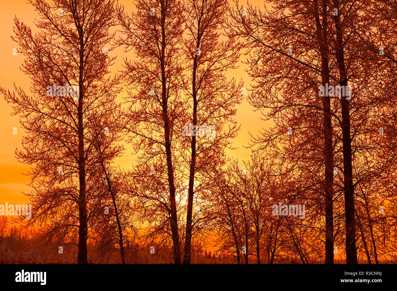 Canada, Manitoba, Birds Hill Provincial Park. Tree silhouettes at ...