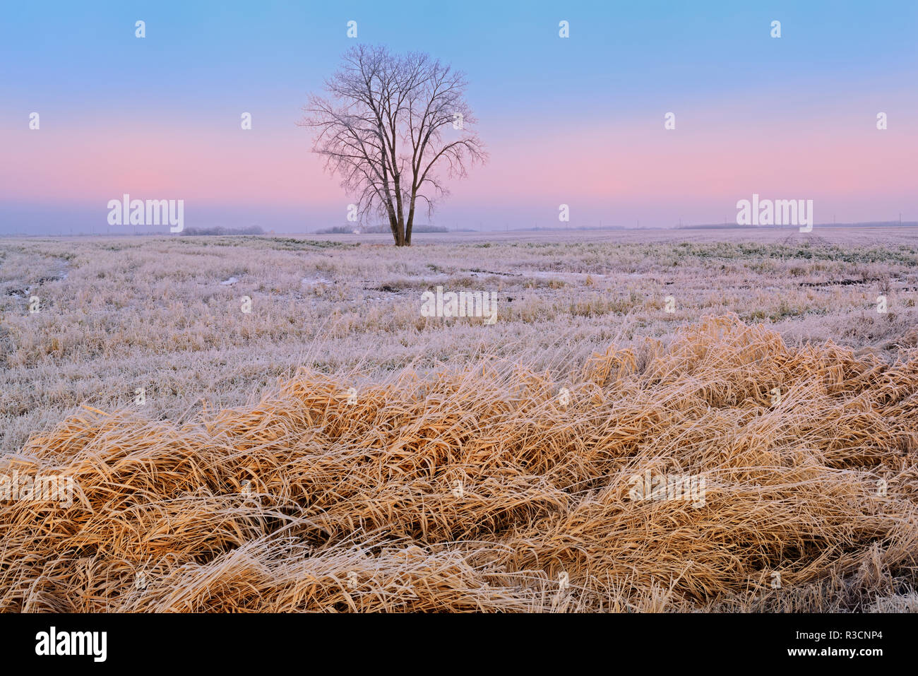 Canada, Manitoba, Dugald. Cottonwood tree and hoarfrost-covered farm ...