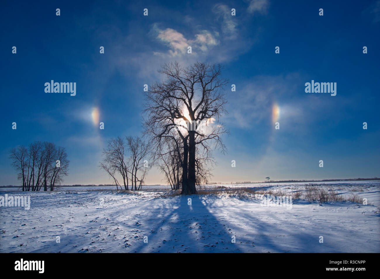 Canada, Manitoba. Sundogs and cottonwood trees in winter Stock Photo ...