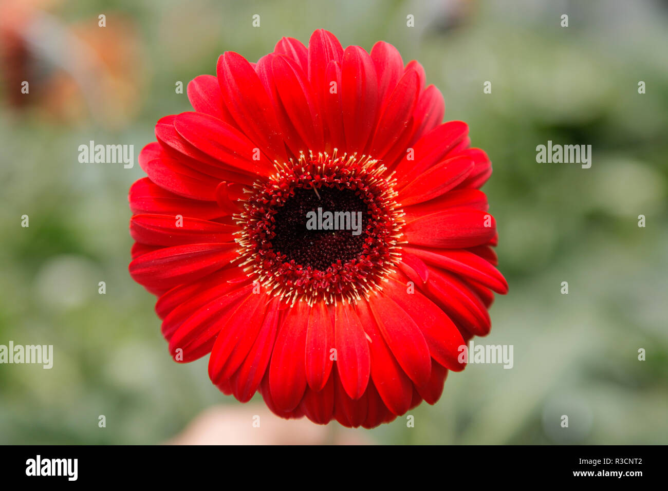 Red Coloured Gerbera Daisy in the Wild Gardens Stock Photo - Alamy