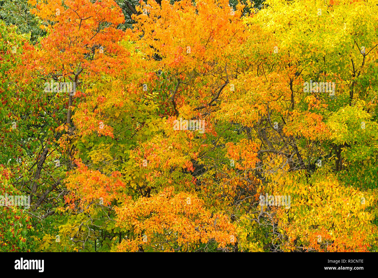 Seine river forest hi-res stock photography and images - Alamy