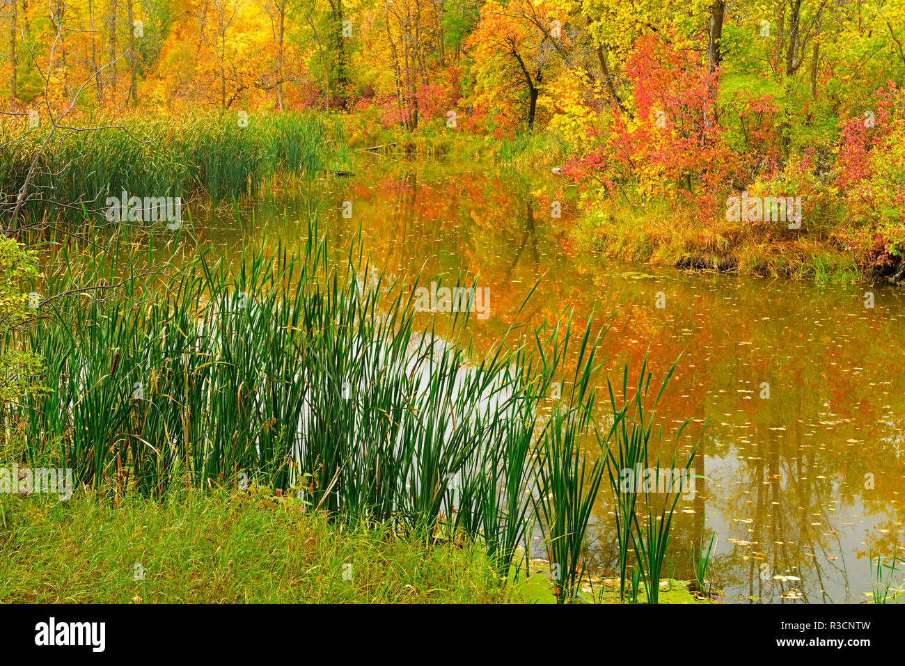Seine river forest hi-res stock photography and images - Alamy