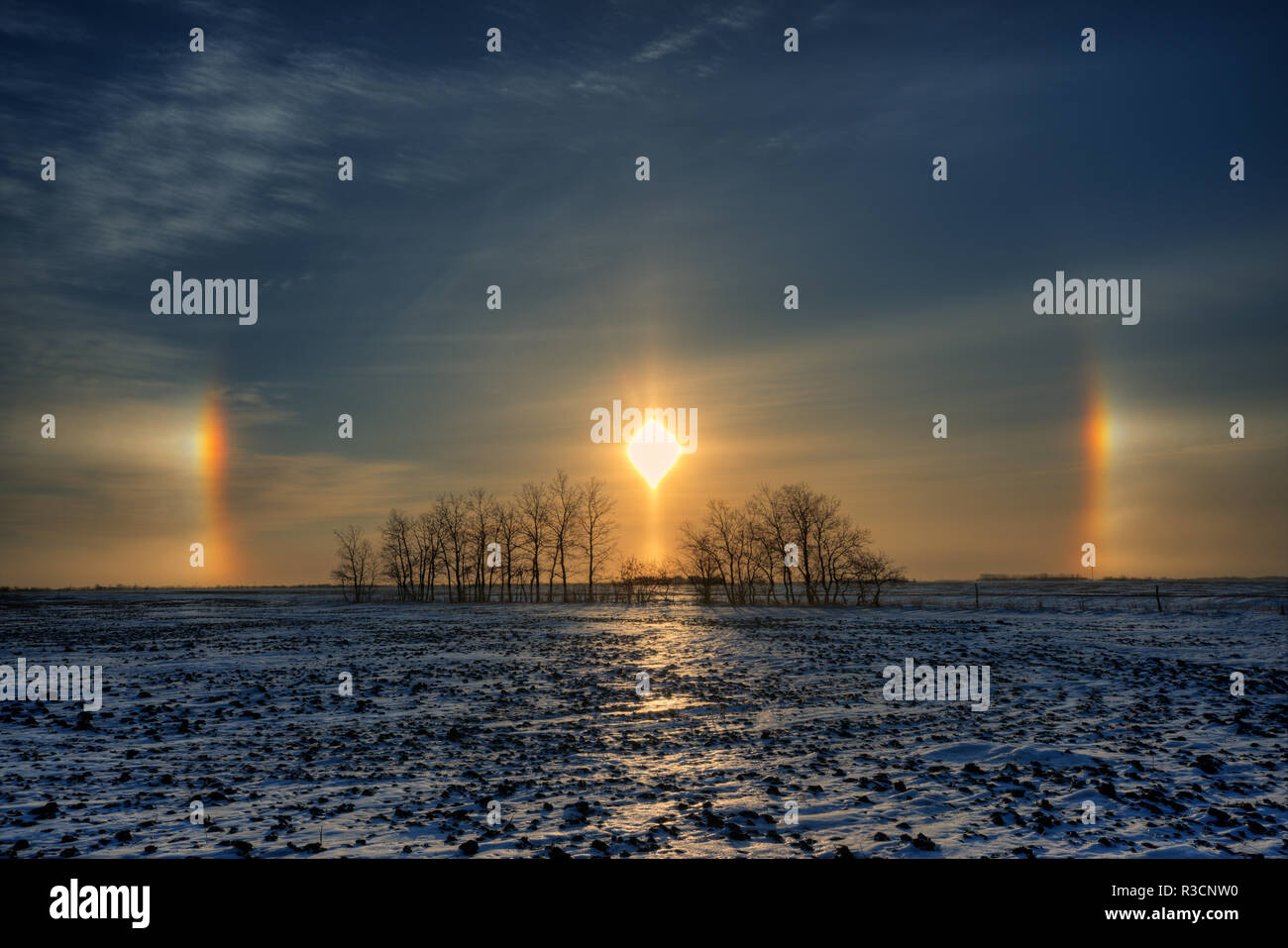 Canada, Manitoba. Sundogs and cottonwood trees in winter Stock Photo ...