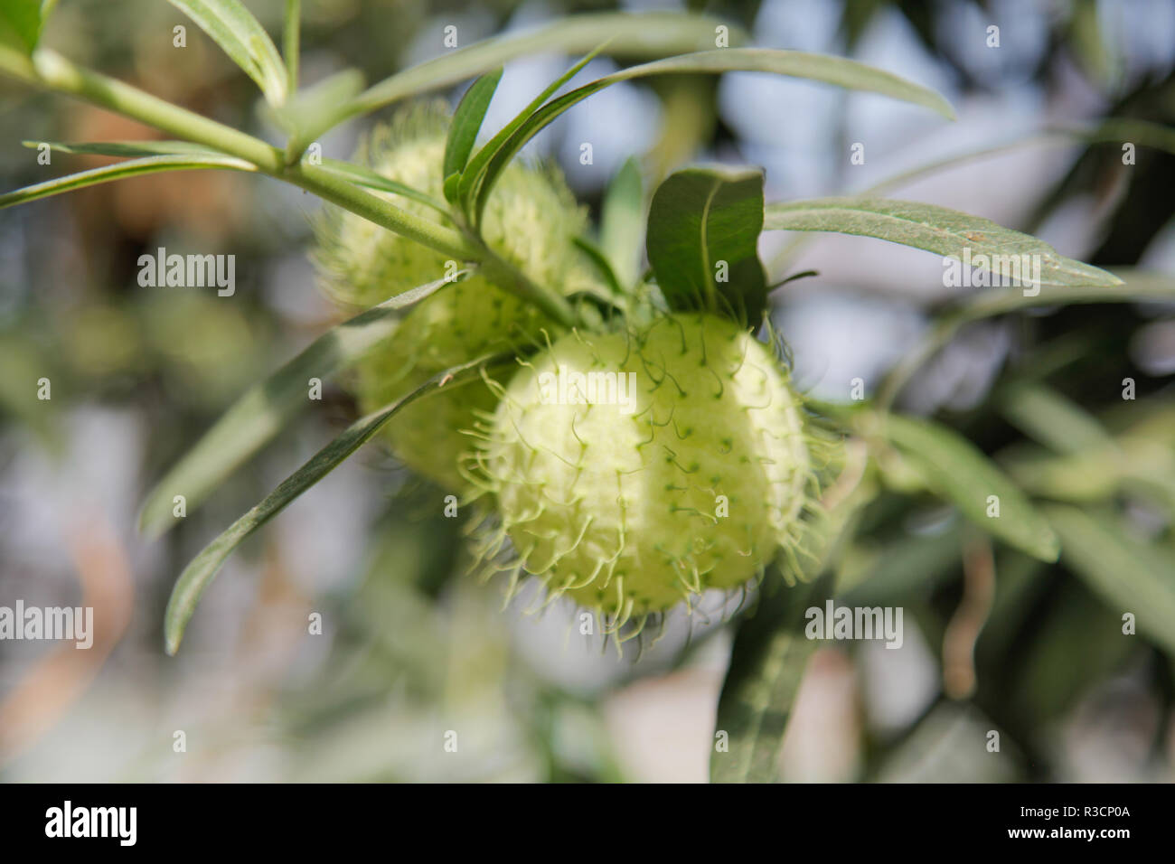 Durian balls hi-res stock photography and images - Alamy