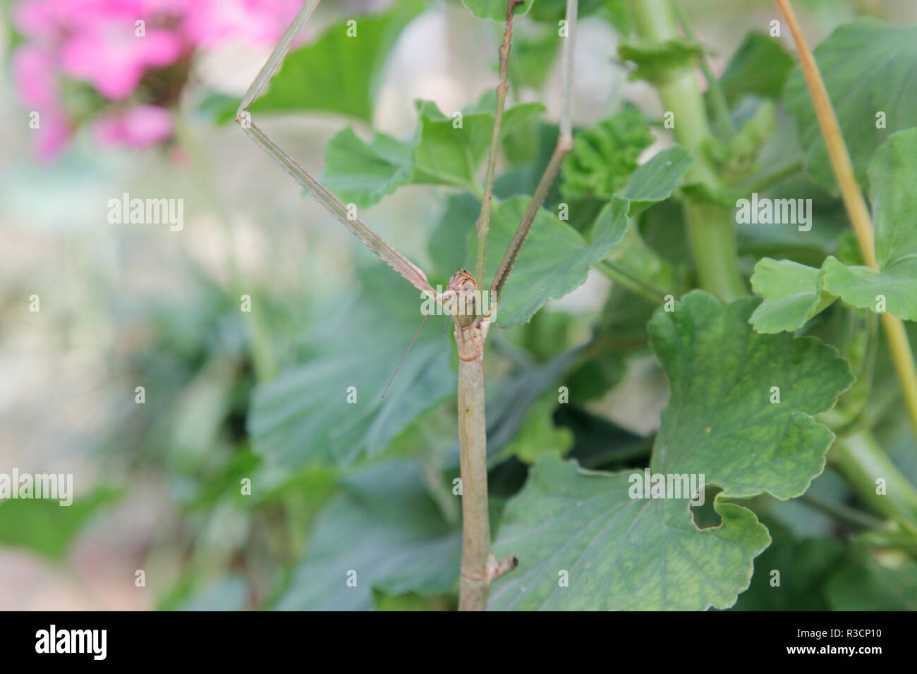 Phasmids stick insect camouflage with plants Stock Photo - Alamy