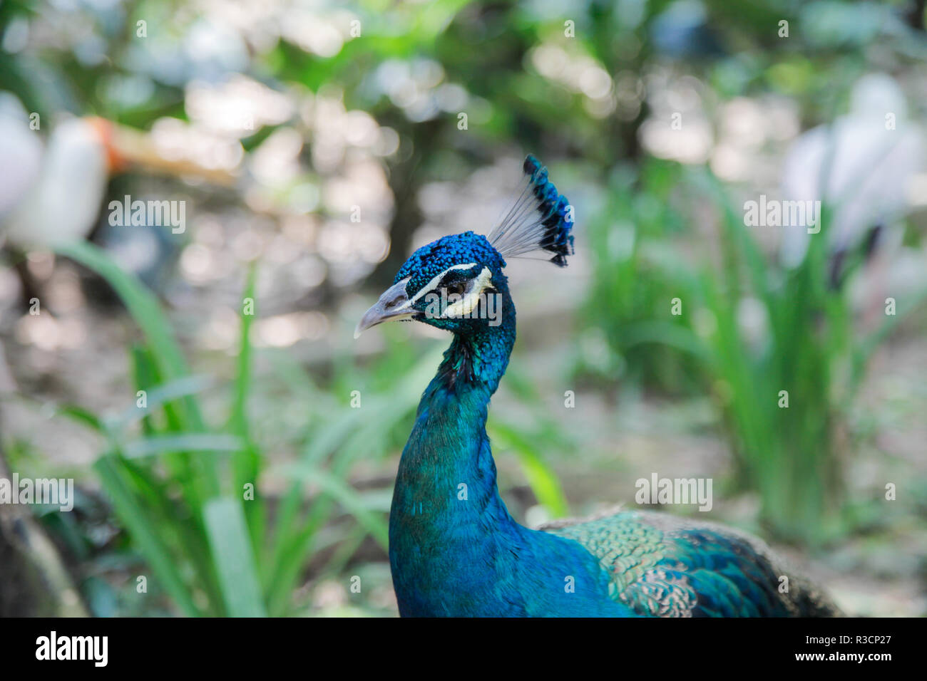 Peacock in its natural habitat Stock Photo - Alamy