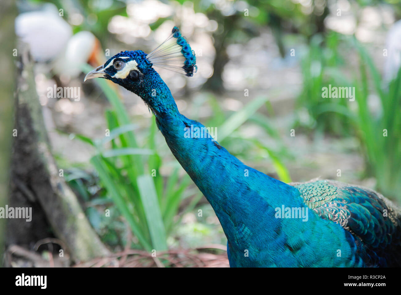 Peacock long neck head Stock Photo - Alamy