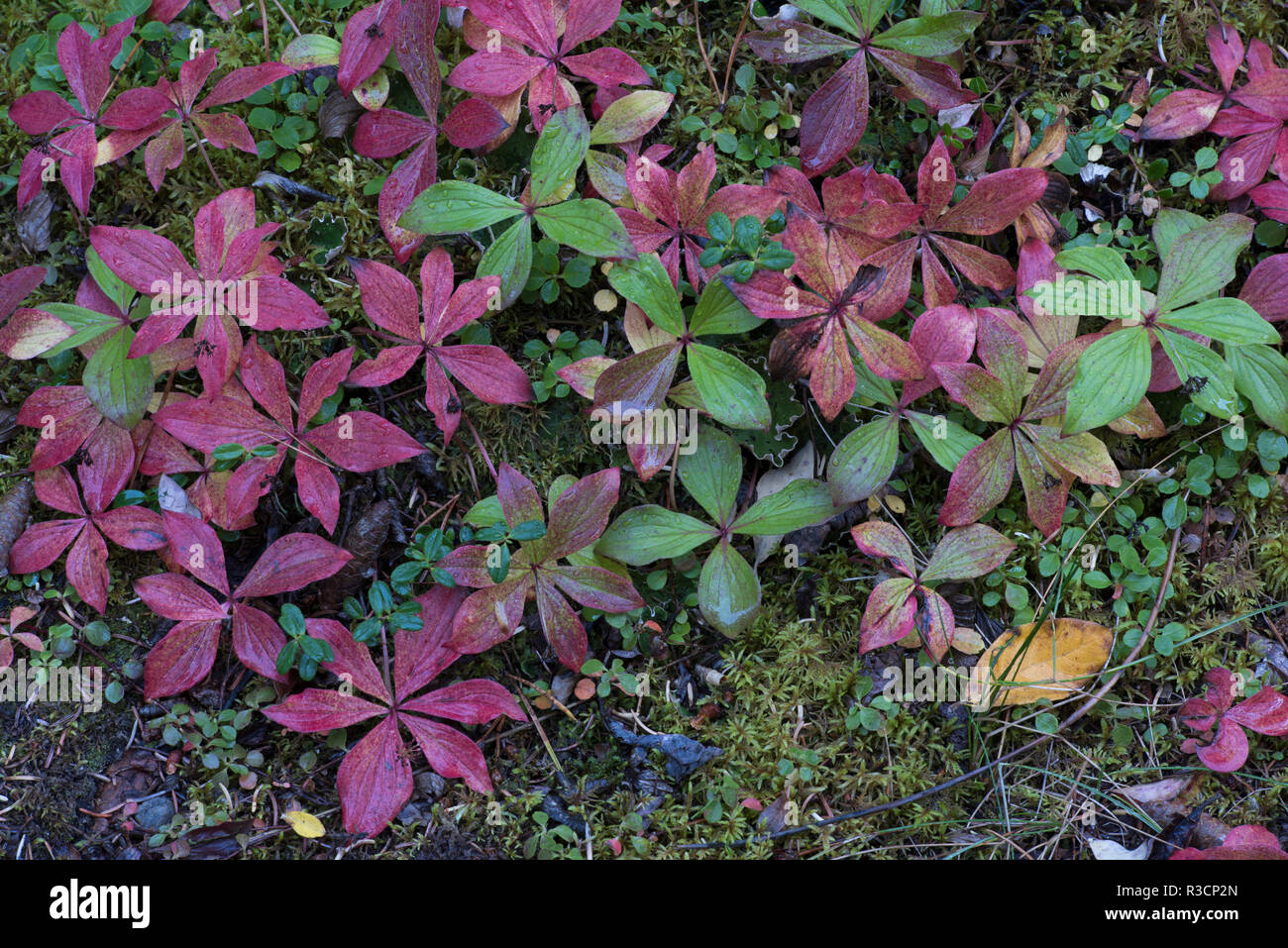 Boreal forest, lichen, moss, mushroom, autumn, Yukon, Canada Stock ...