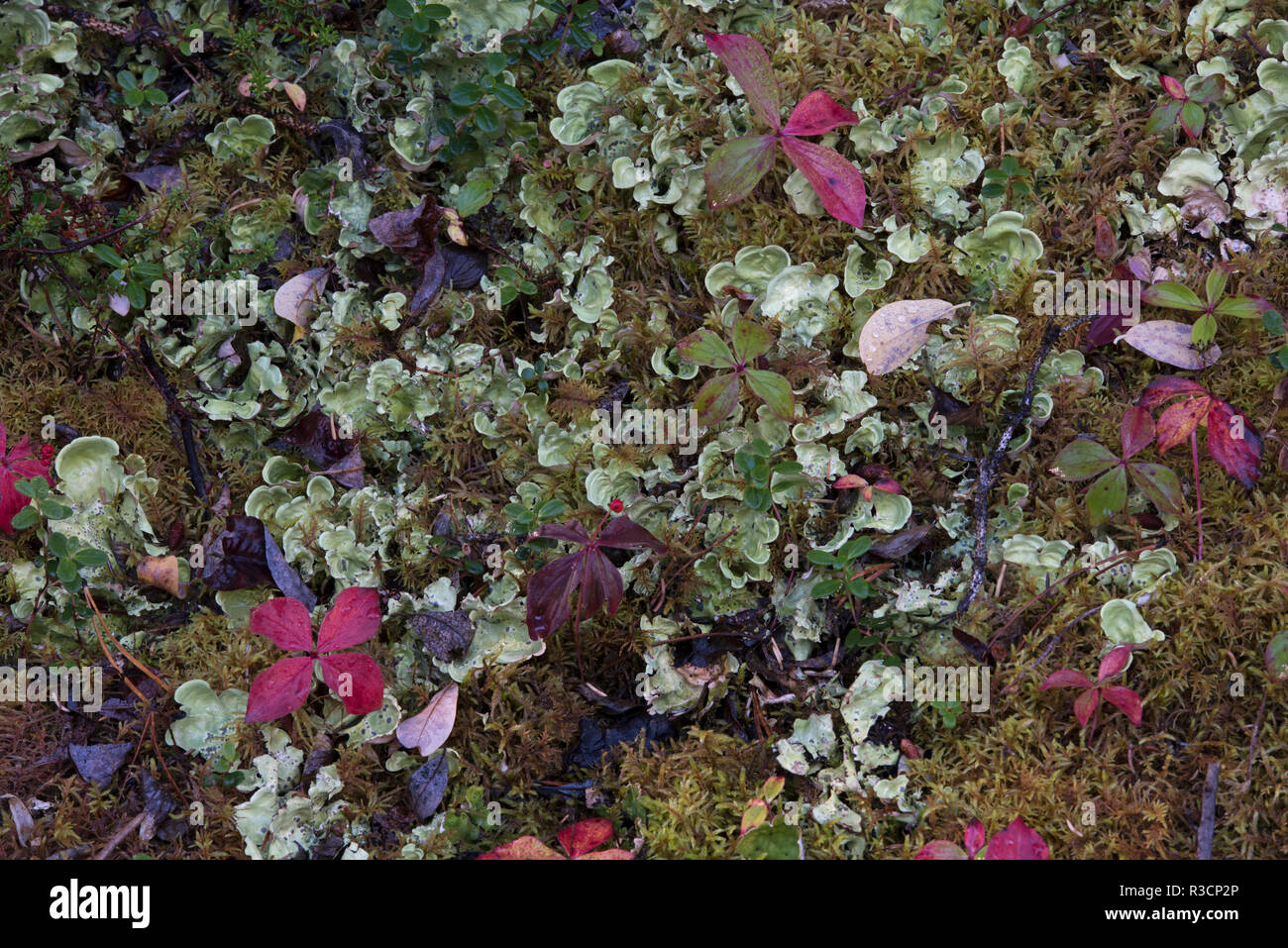 Boreal forest, lichen, moss, mushroom, autumn, Yukon, Canada Stock ...