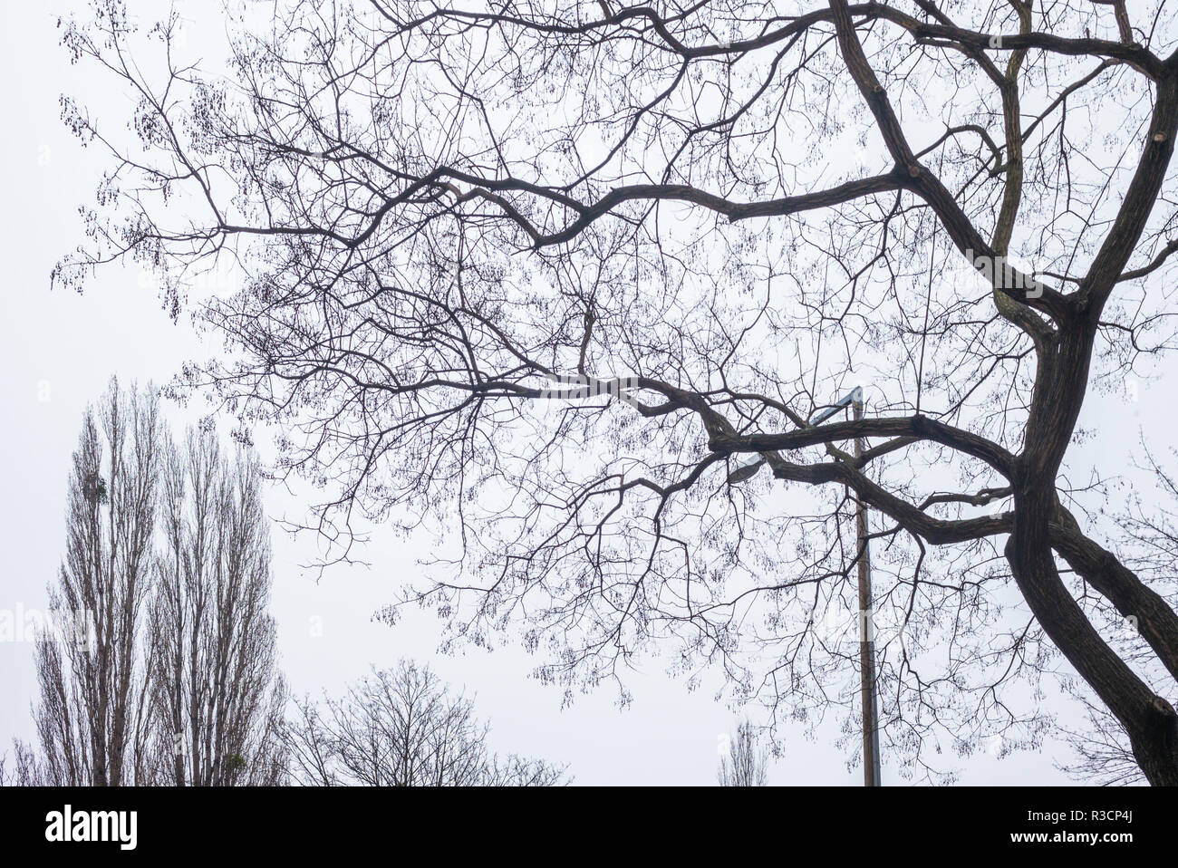 Austria, Vienna, trees in winter by the banks of the Danube River Stock ...