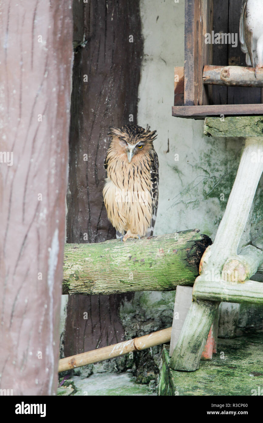 Buffy Fish Owl Stock Photo - Alamy