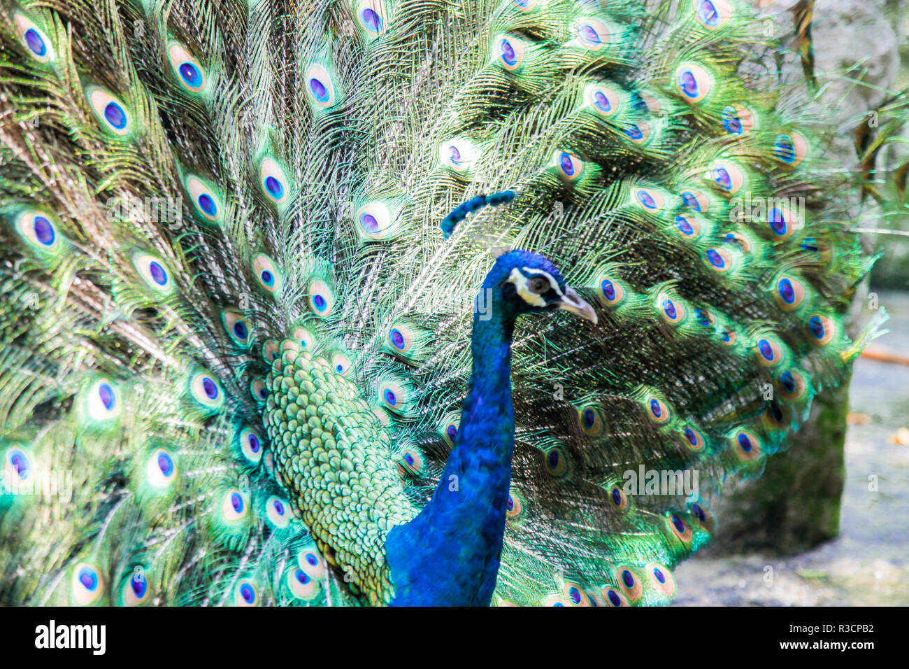 Peacock side profile view Stock Photo - Alamy