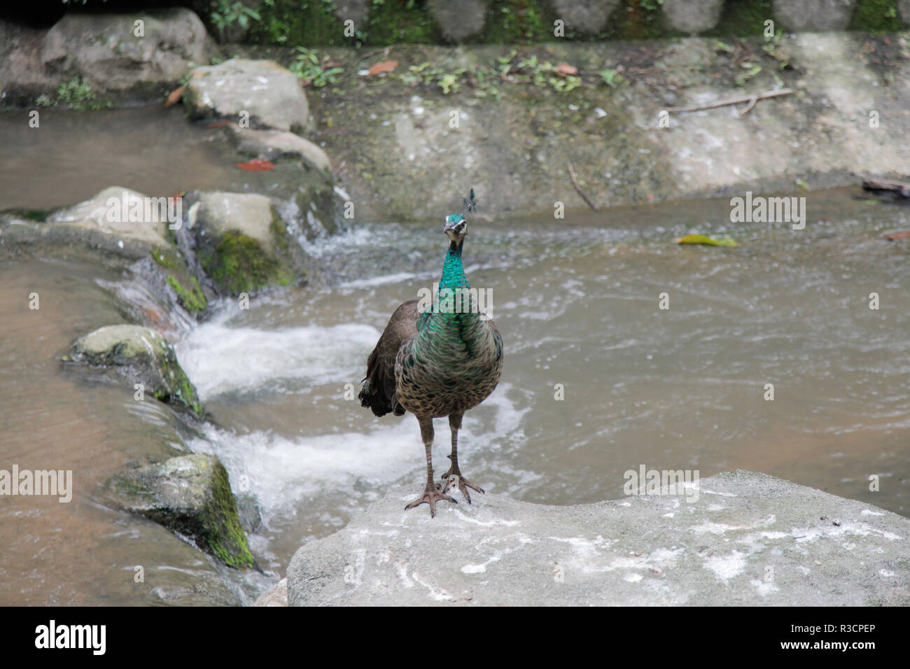Peacock train feather display hi-res stock photography and images - Alamy