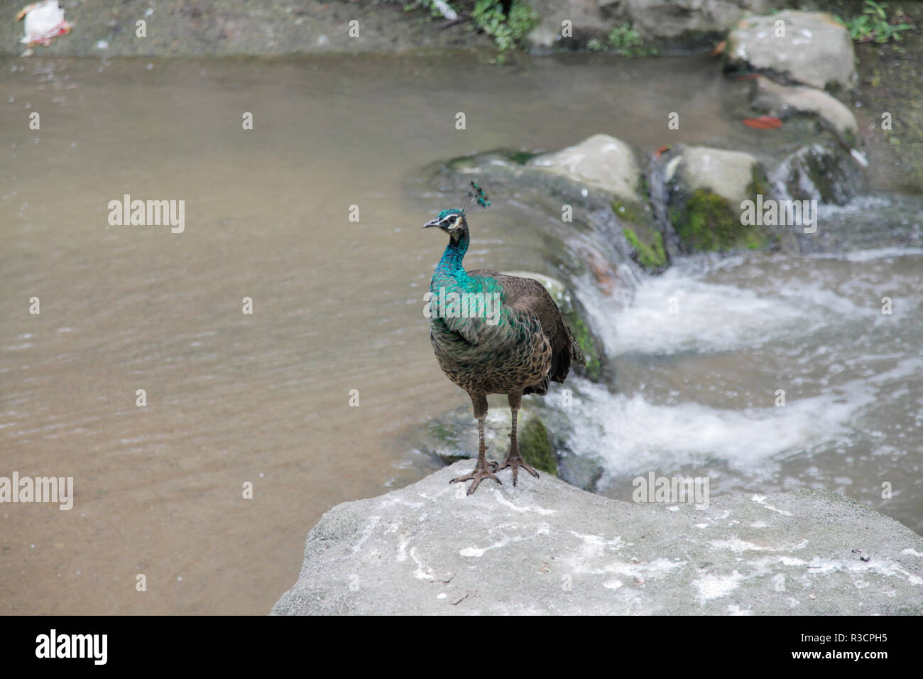 Java green peafowl peacock Stock Photo - Alamy