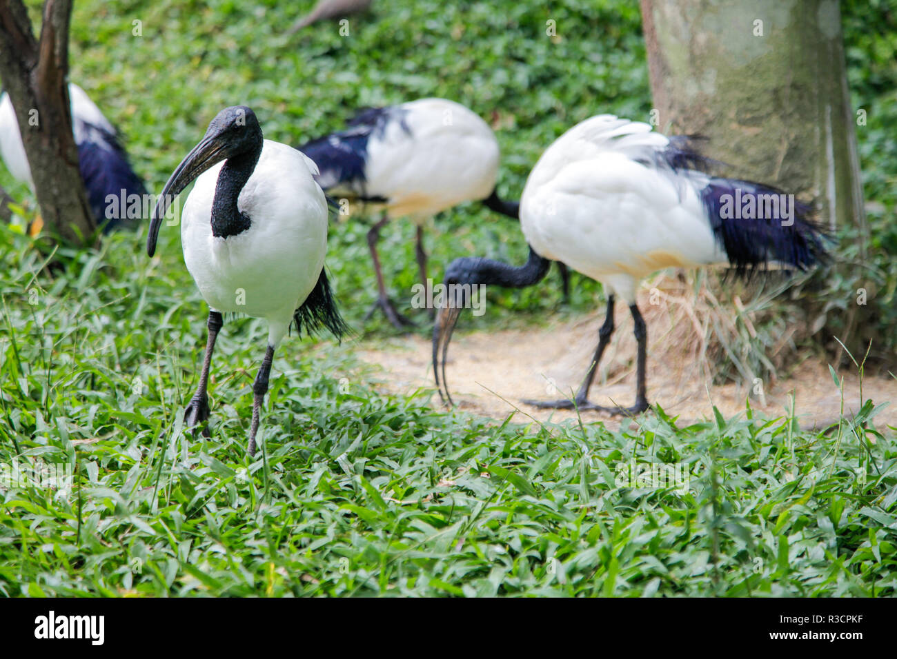 Sacred Ibis, Fresh water birds Stock Photo - Alamy