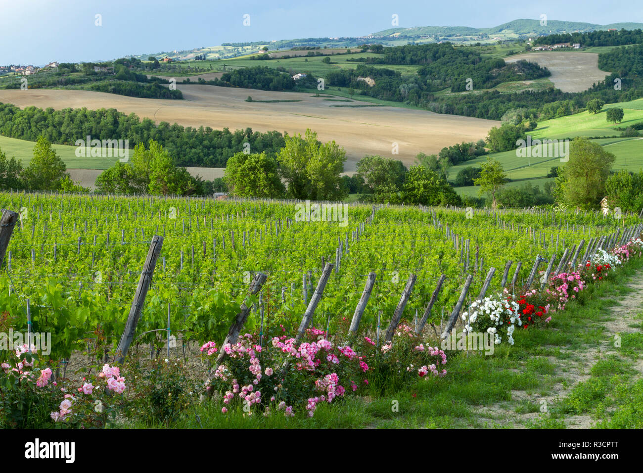 Roses cap the ends of vineyard rows along a pathway in Umbria's wine ...