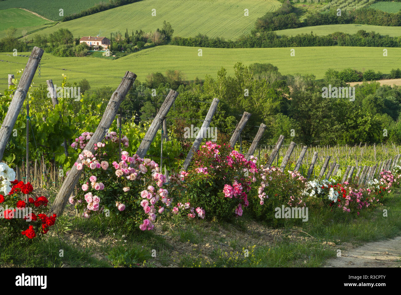 Roses line the ends of vineyard rows along a pathway in Umbria's wine ...