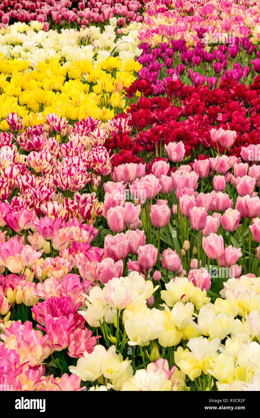 Tulip pattern in garden, Keukenhof Gardens, Lisse, Netherlands Stock ...