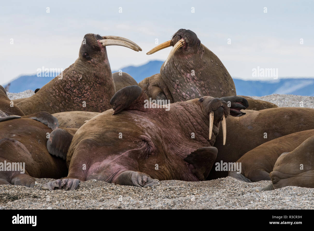 Atlantic walrus hi-res stock photography and images - Alamy