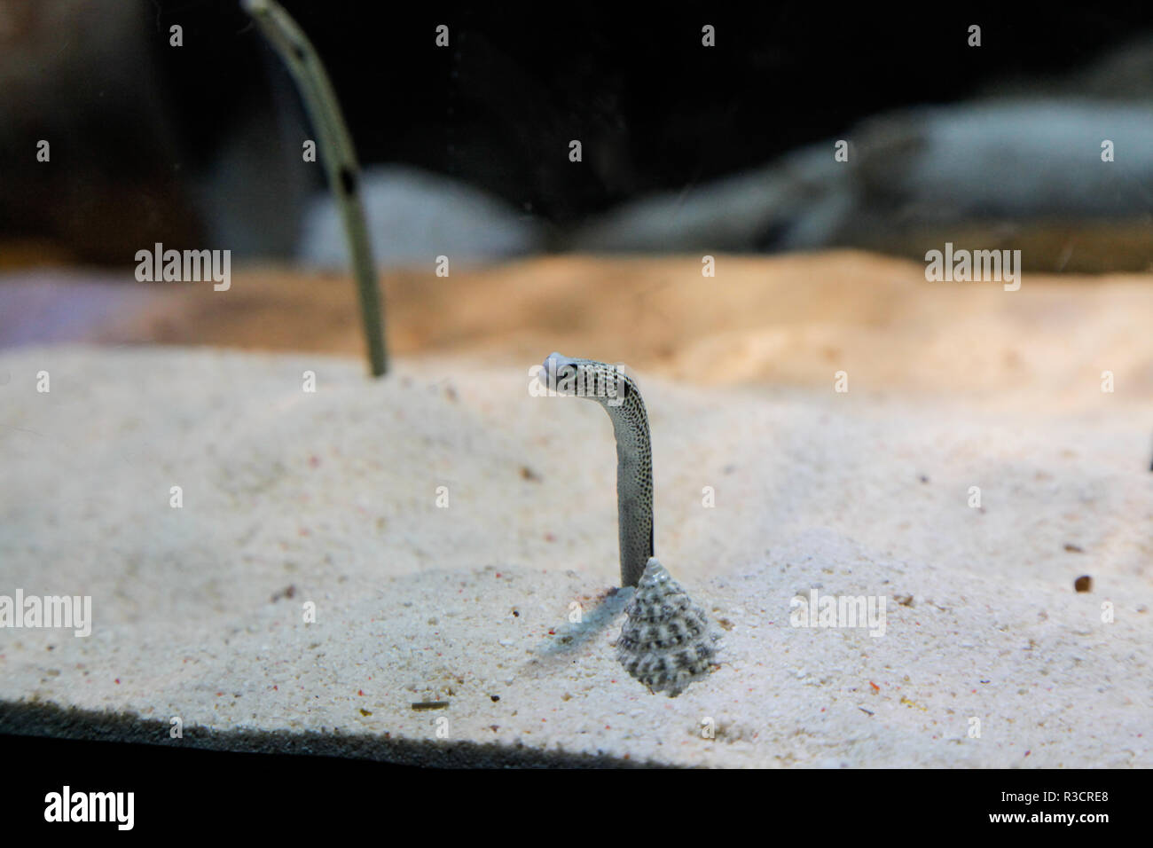 Garden Eel underwater Stock Photo - Alamy