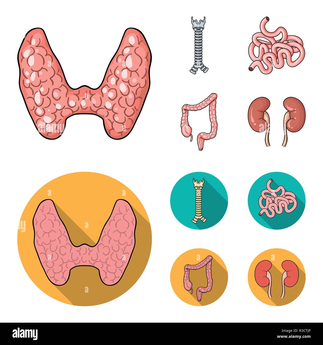 Thyroid gland, spine, small intestine, large intestine. Human organs ...