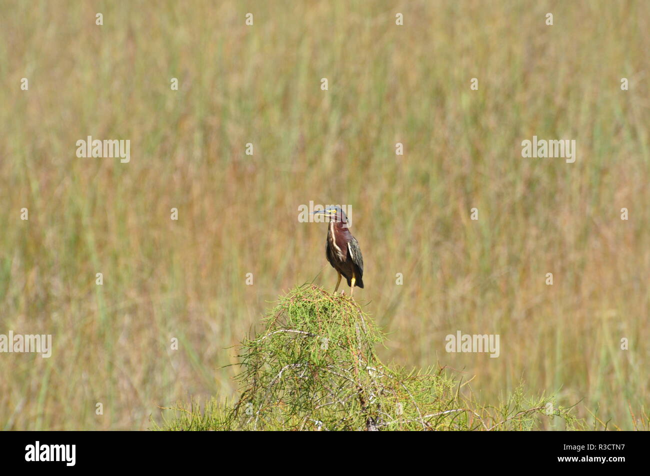 bird on perch Stock Photo - Alamy
