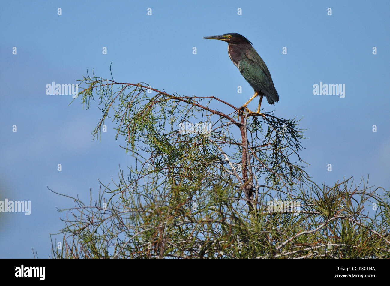 bird on perch Stock Photo - Alamy