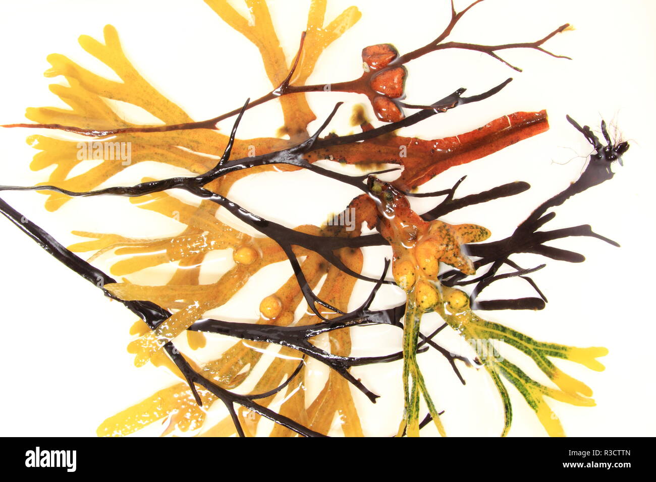 different brown seaweeds and other algae Stock Photo - Alamy