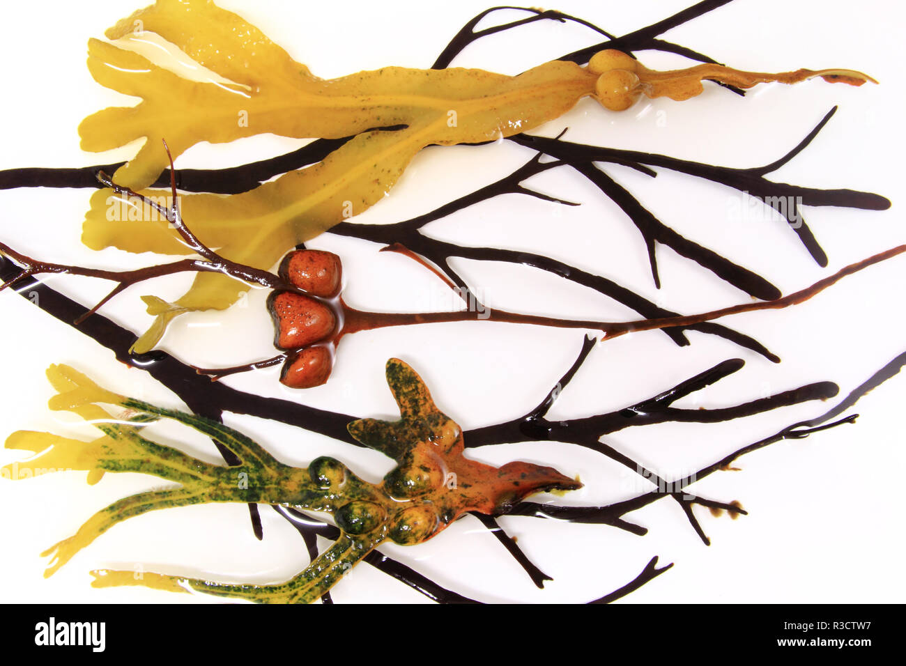 different brown seaweeds and other algae Stock Photo - Alamy
