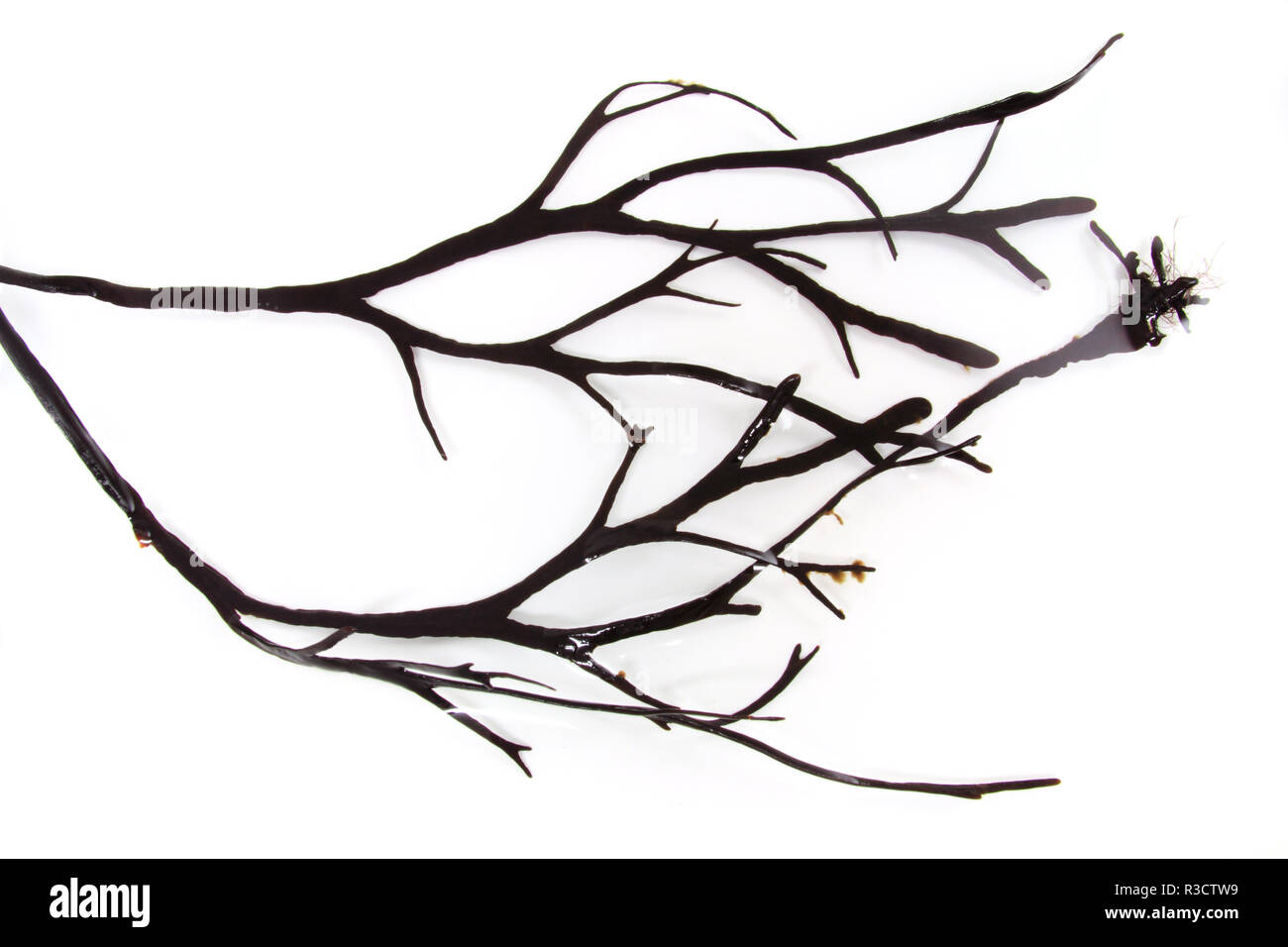 Brown alga phaeophyceae hi-res stock photography and images - Alamy