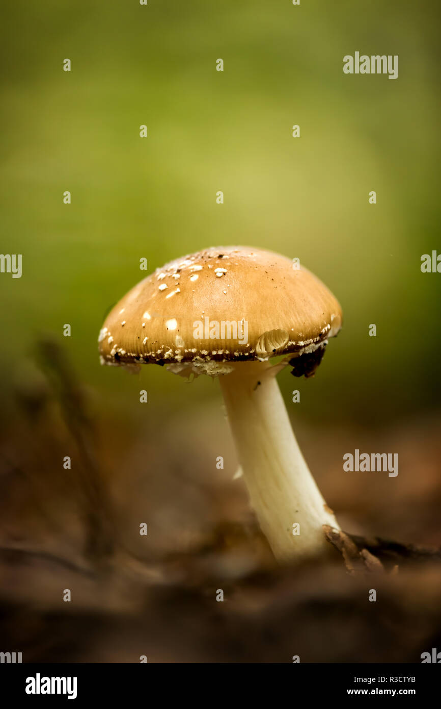Cat mushroom hi-res stock photography and images - Alamy