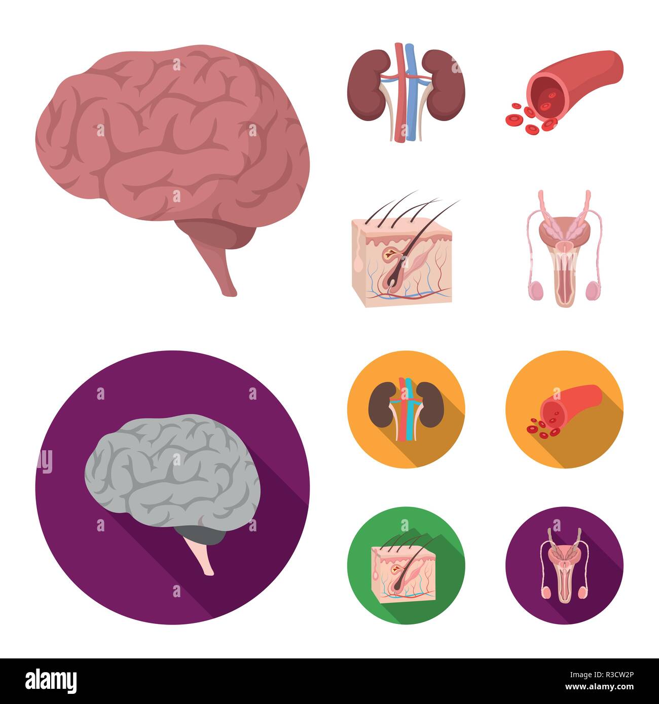 Brain, kidney, blood vessel, skin. Organs set collection icons in ...