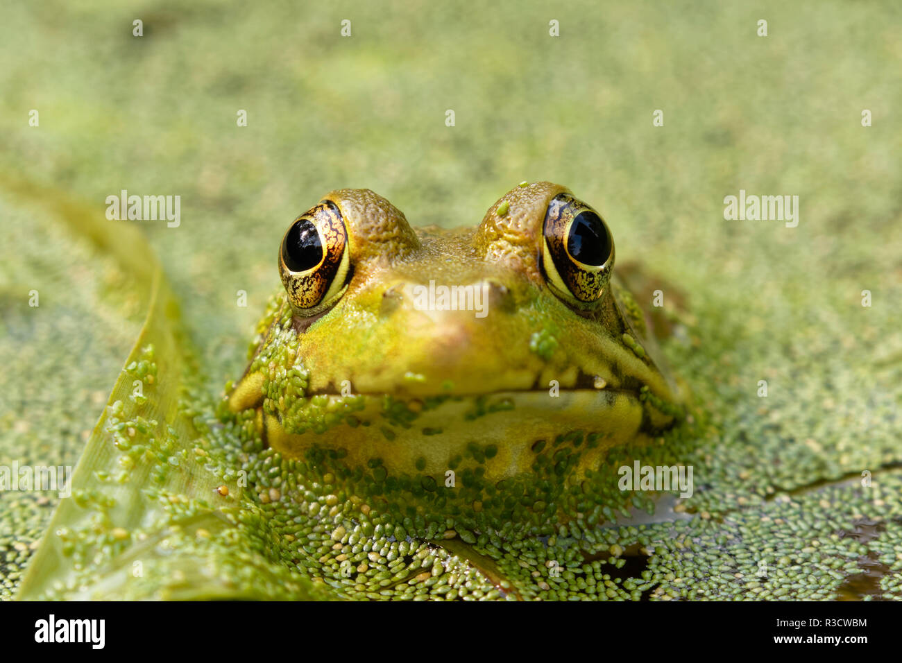 Brazilian watermeal hi-res stock photography and images - Alamy