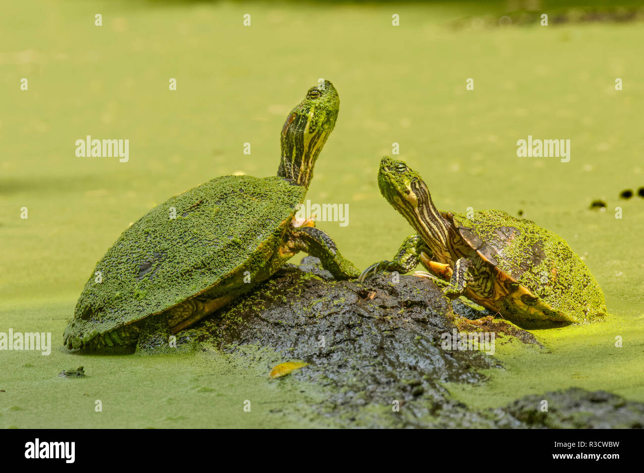 Red-eared slider, Trachemys scripta elegans, Creasey Mahan Preserve ...
