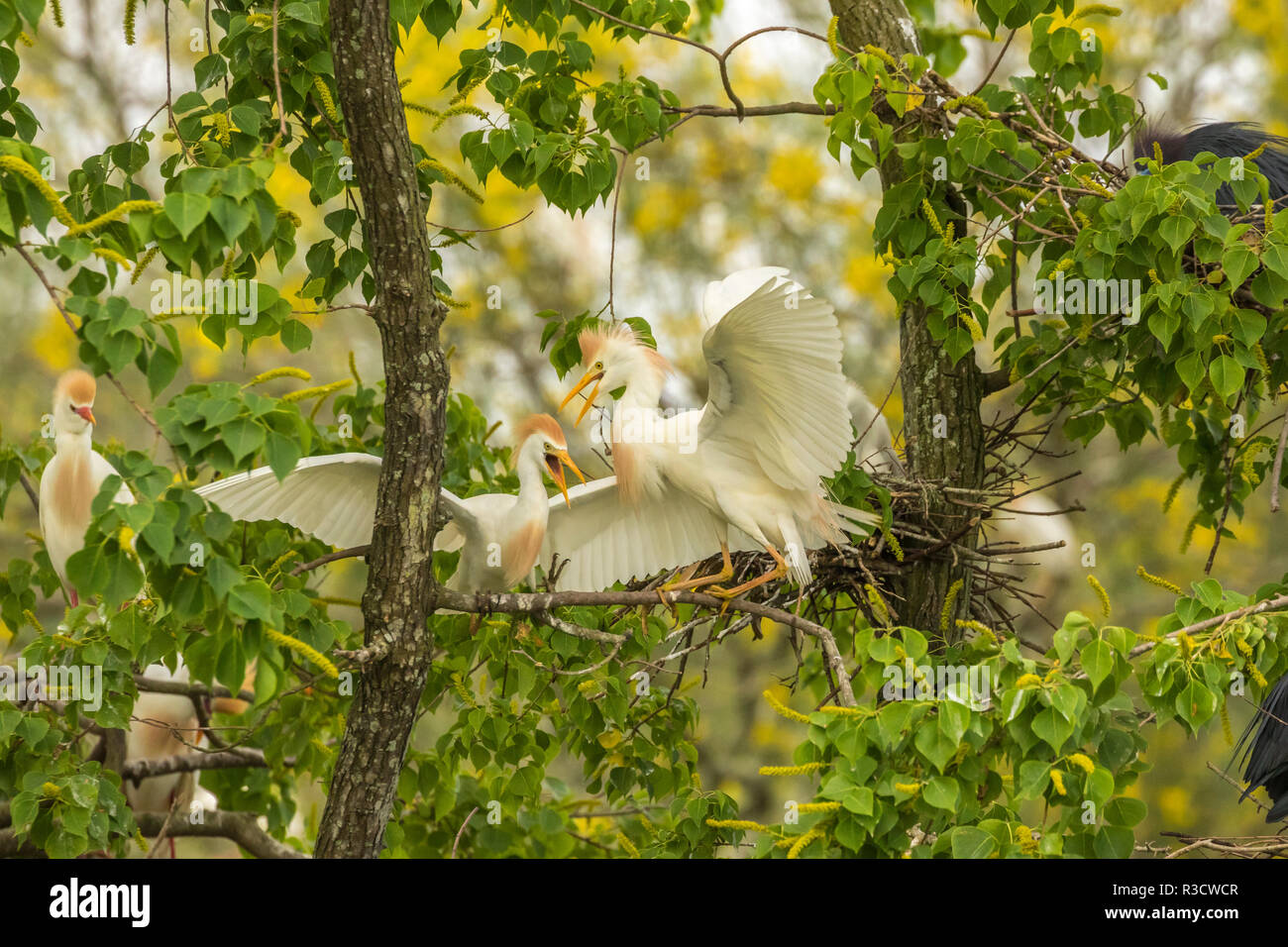 USA, Louisiana, Jefferson Island. Cattle egrets fighting in tree Stock ...