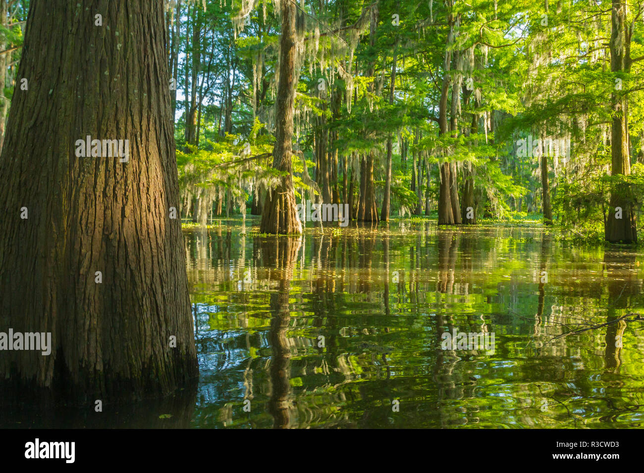 Water tupelo hi-res stock photography and images - Alamy