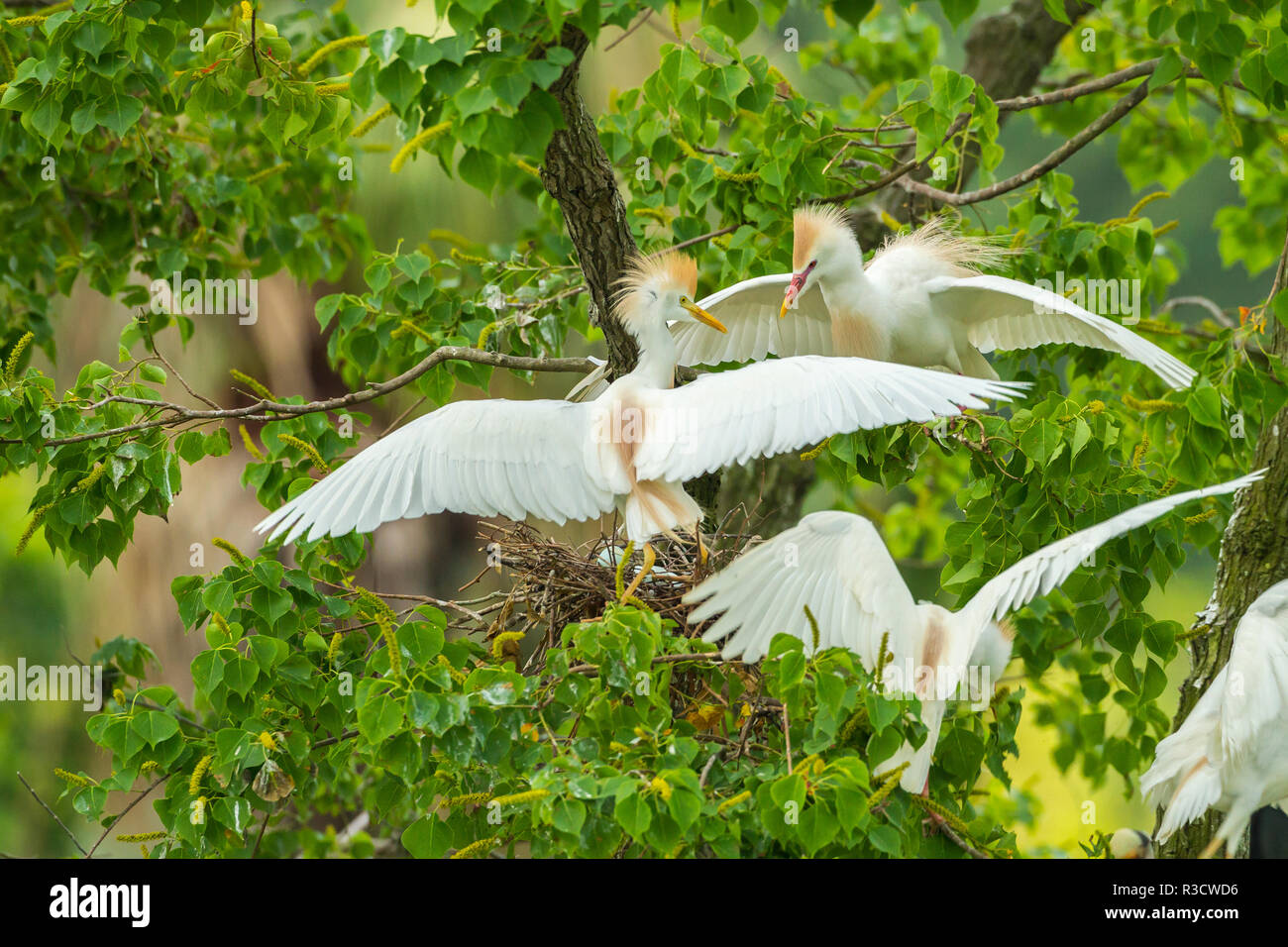 USA, Louisiana, Jefferson Island. Cattle egrets fighting in tree Stock ...