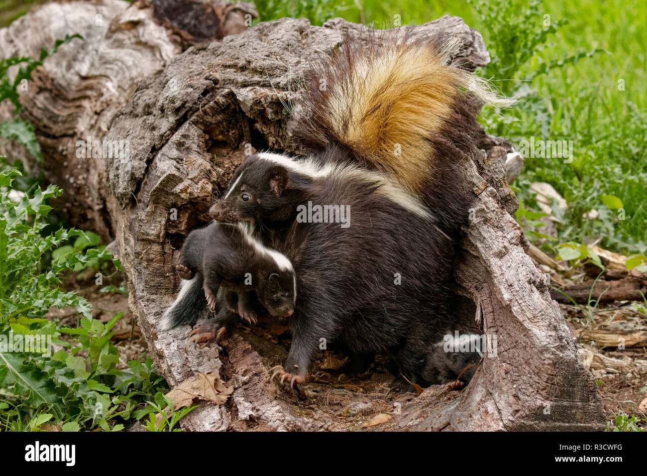 Skunk mother and baby hi-res stock photography and images - Alamy