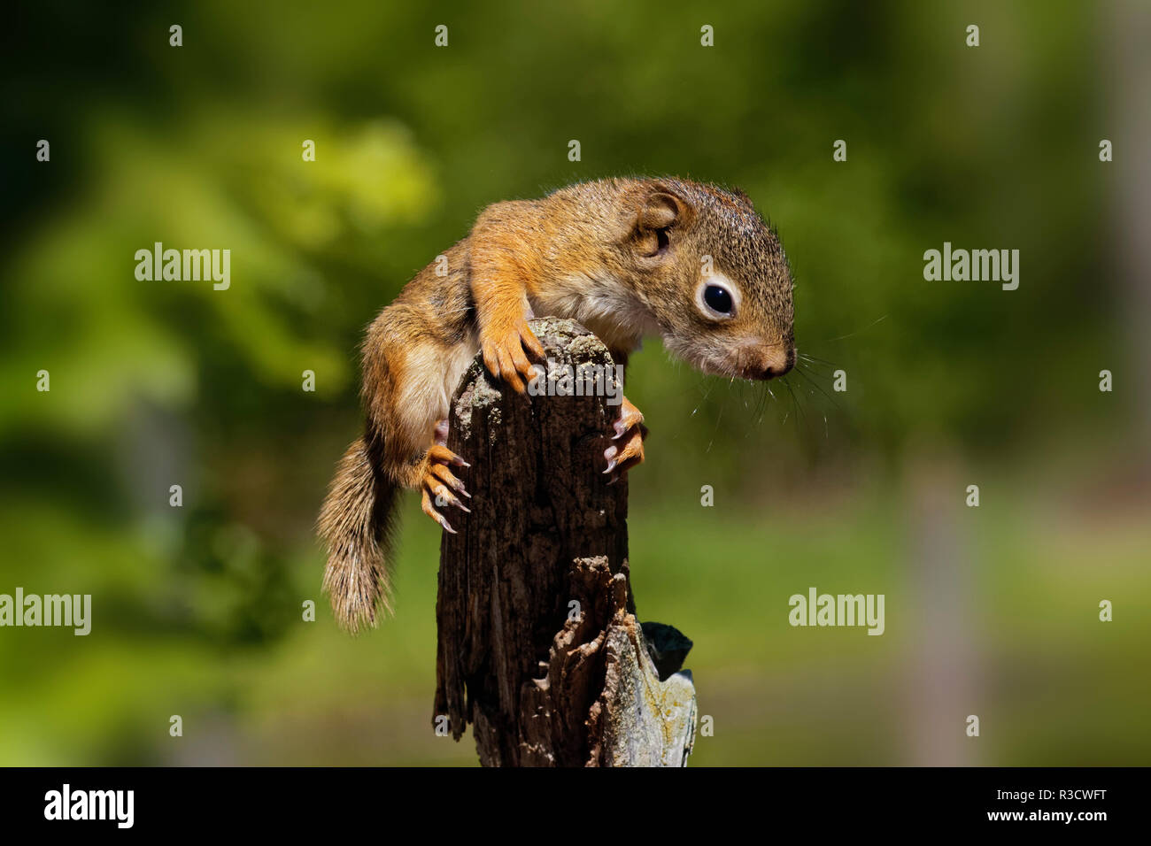 Baby red squirrel hi-res stock photography and images - Alamy