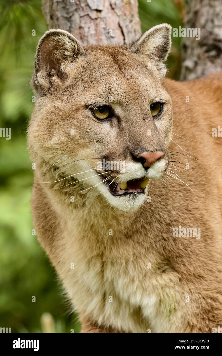 Mountain lion in tree, Puma concolor, Minnesota Stock Photo - Alamy