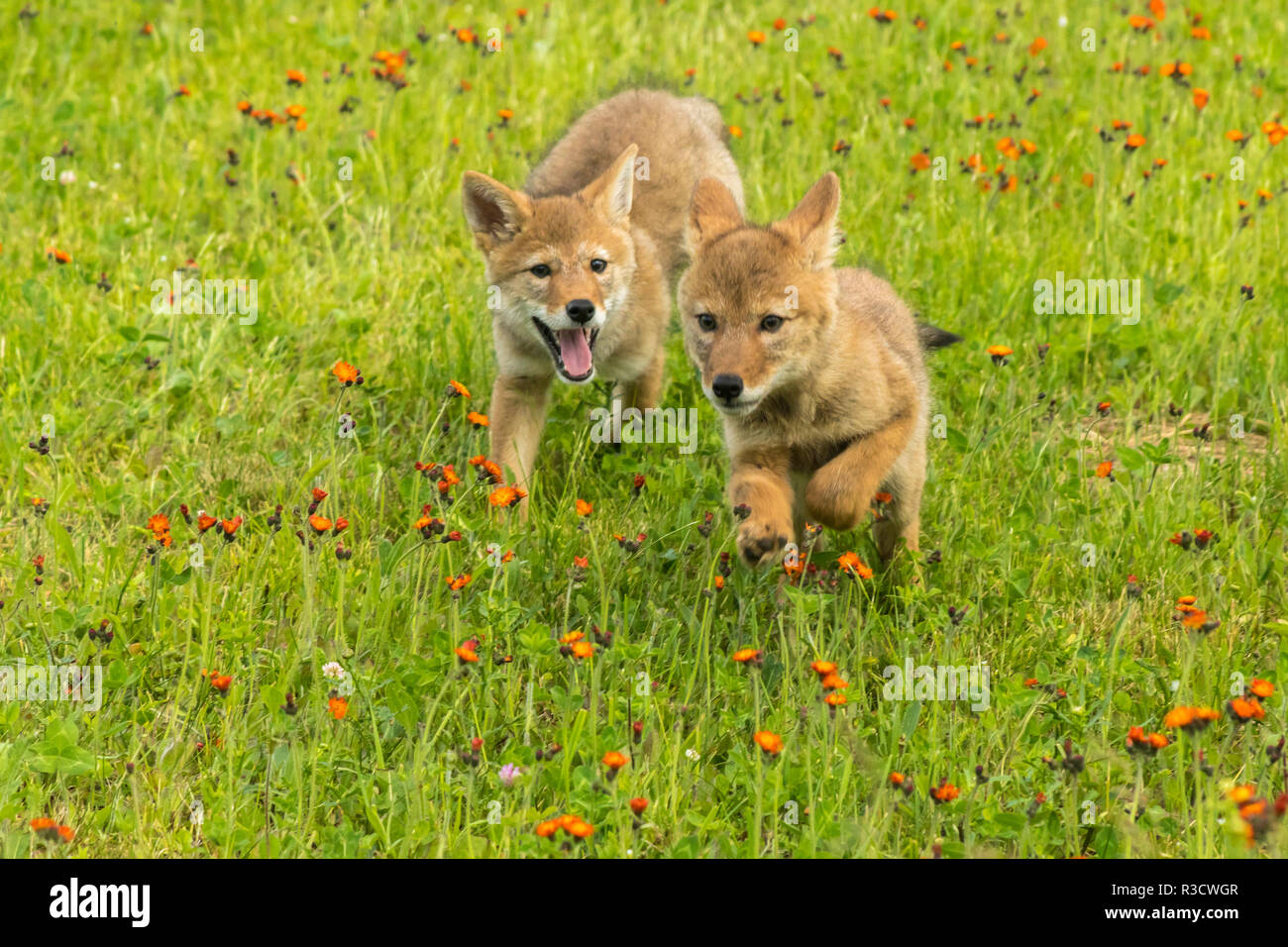Pup young coyote hi-res stock photography and images - Alamy