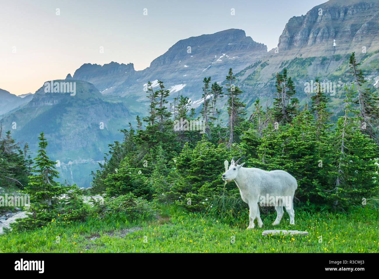 USA, Montana, Glacier National Park. Mountain goat in meadow. Credit as ...