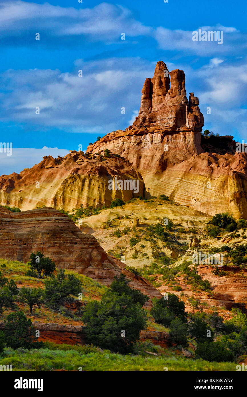 New mexico state tree hi-res stock photography and images - Alamy