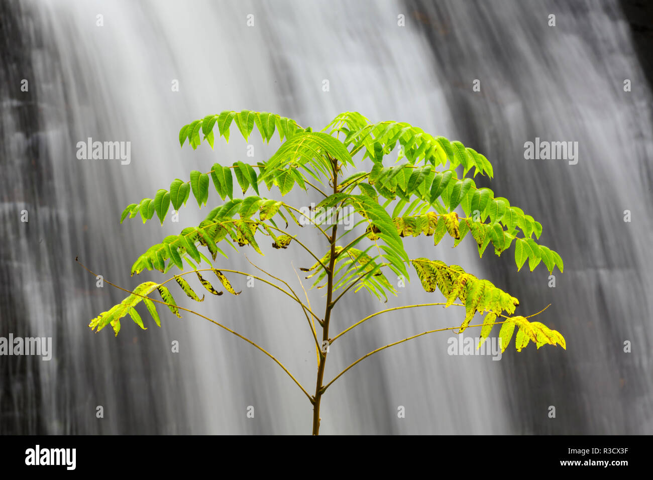 Small tree in front of Looking Glass Falls, Pisgah National Forest ...