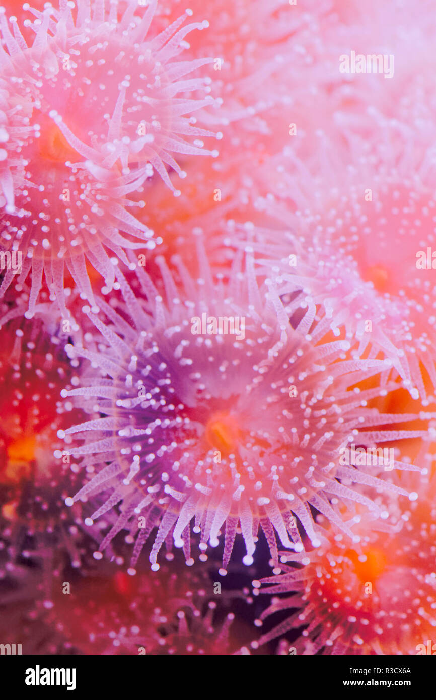 Strawberry Anemone, Actinia fragacea, Oregon Coast Aquarium, Newport ...