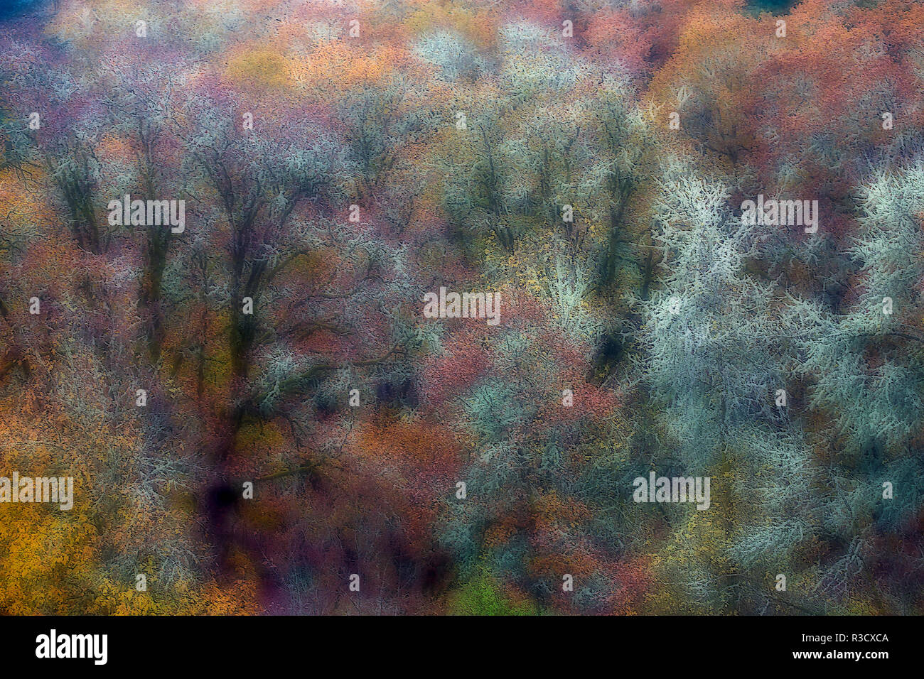 Oak trees designs in autumn color Stock Photo - Alamy