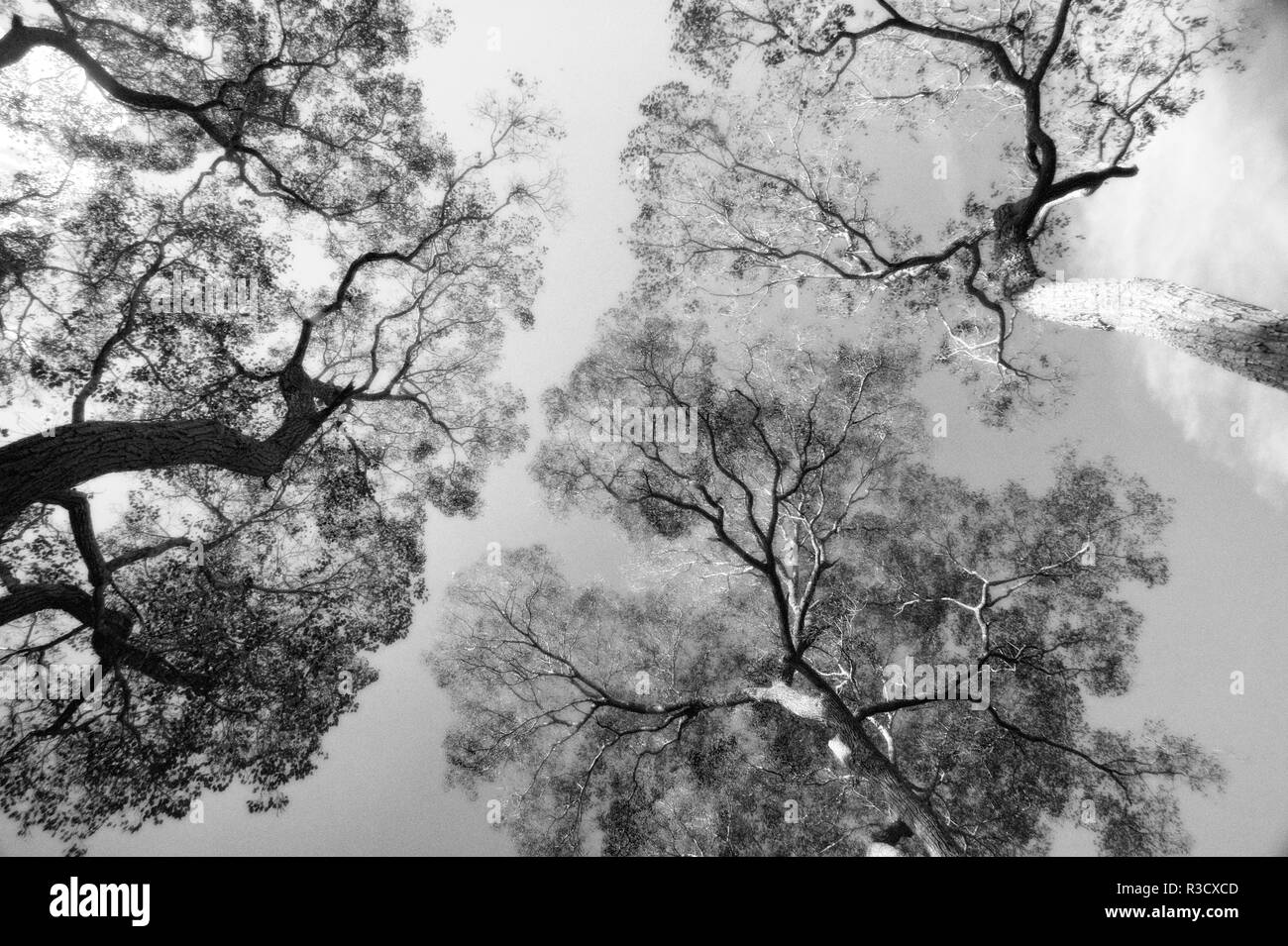 North america trees Black and White Stock Photos & Images - Alamy